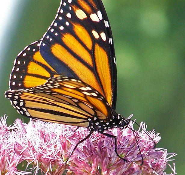 I Saw a Really Amazing, Terrible Butterfly Documentary – Smuggling Grace