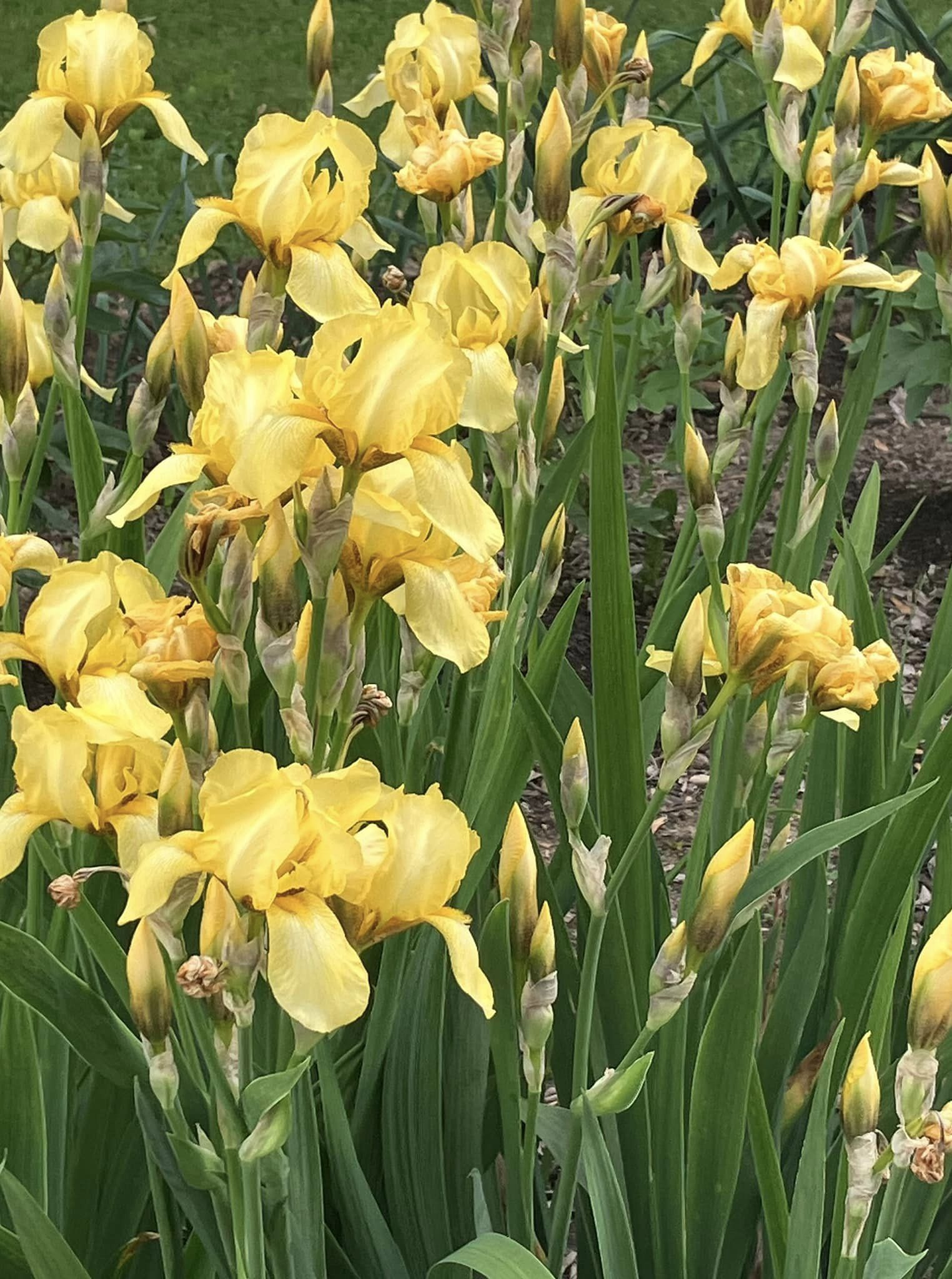 The Week of the Iris – Smuggling Grace